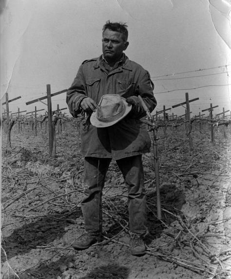 Walter P. Reuther Library (3731) Farm worker, grape field
